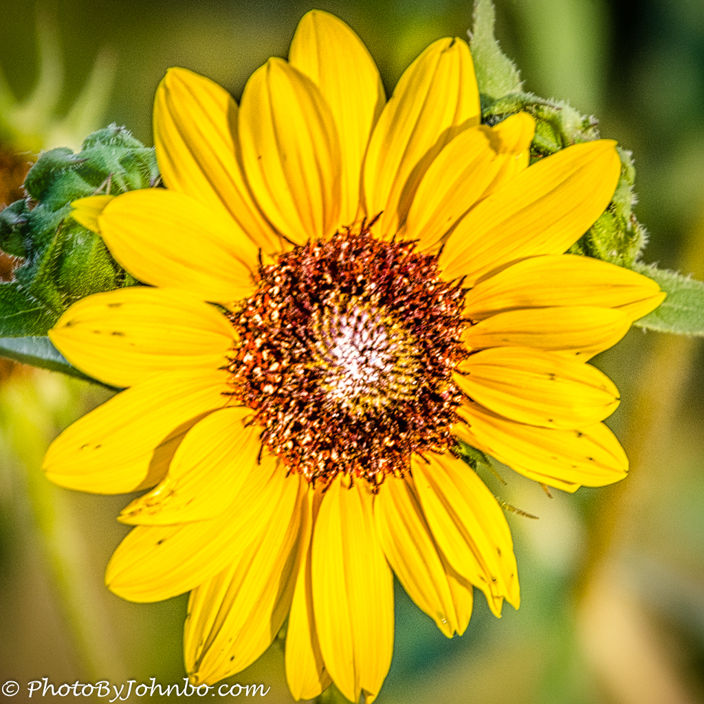 Lens-Artists Photo Challenge – Single Flower – Journeys with Johnbo