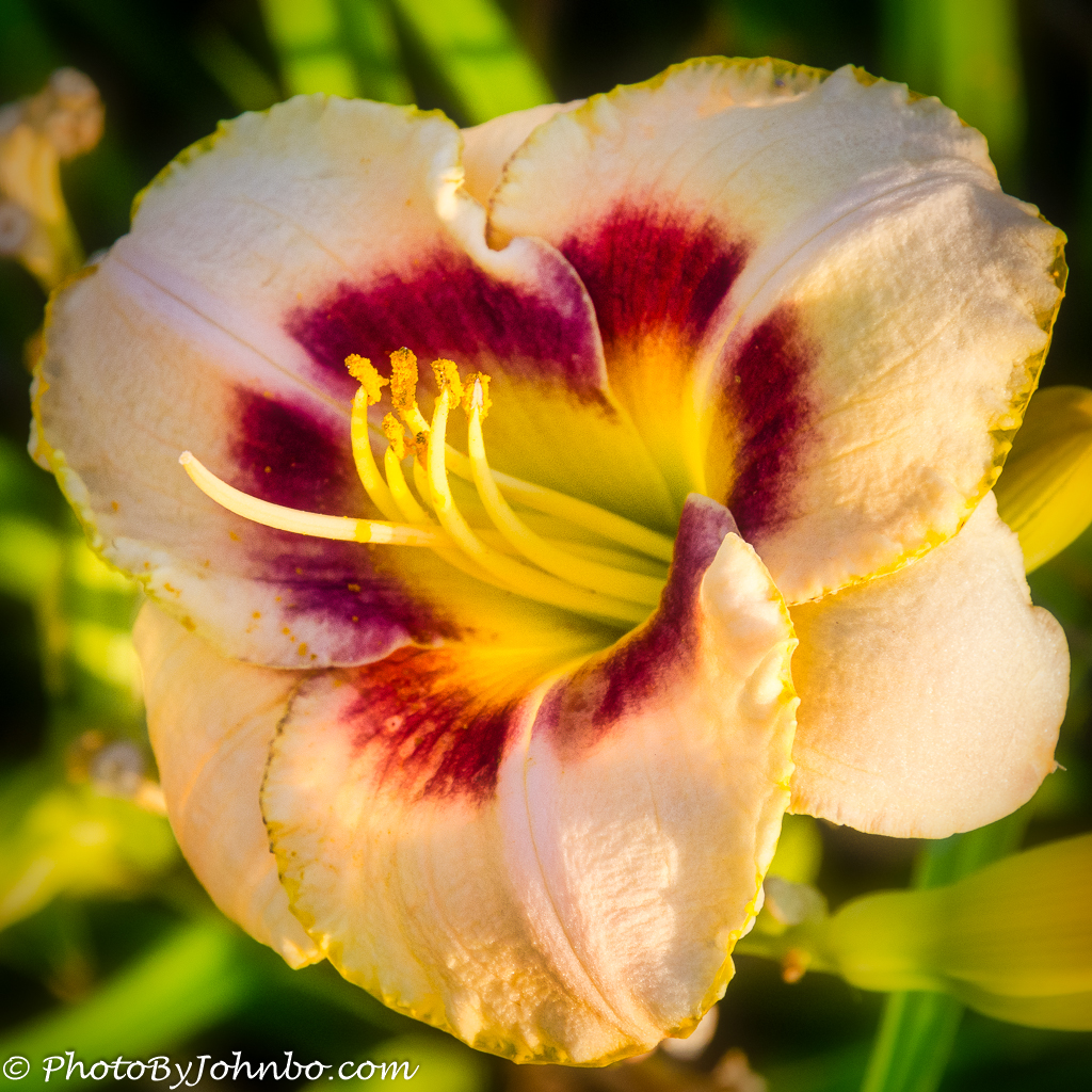 Lens-Artists Photo Challenge – Single Flower – Journeys with Johnbo