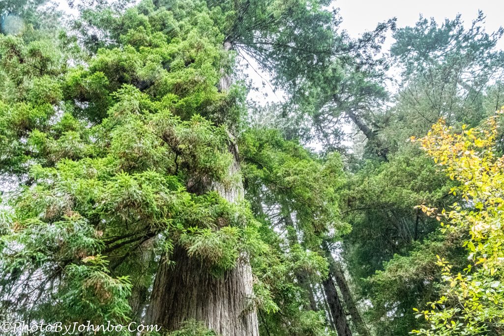 The Mighty Redwoods – Preservation and Protection – Journeys with Johnbo
