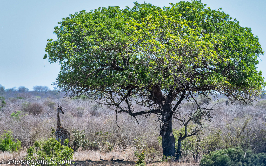 Kruger National Park – Day 4 – Journeys with Johnbo